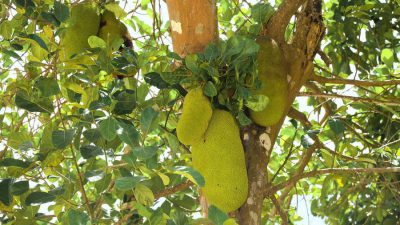 Bán cây Mít cổ thụ - Cây Xanh Hà Đông cung cấp cây trồng có bảo hành