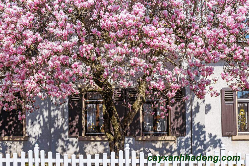 Sự tích về loài hoa mộc lan